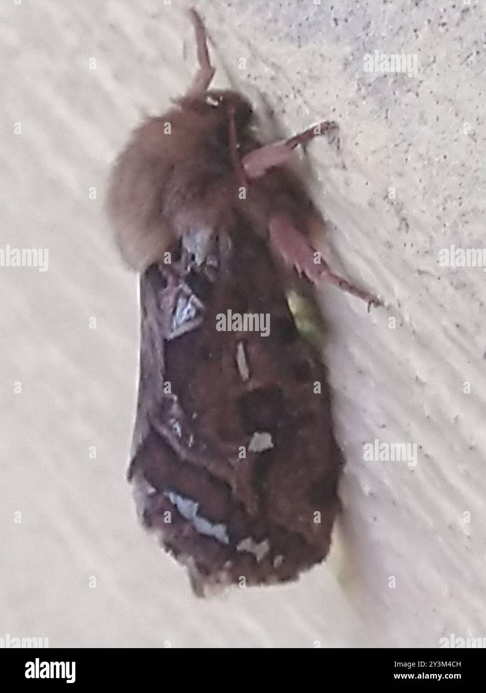 Map winged swift hi-res stock photography and images - Alamy