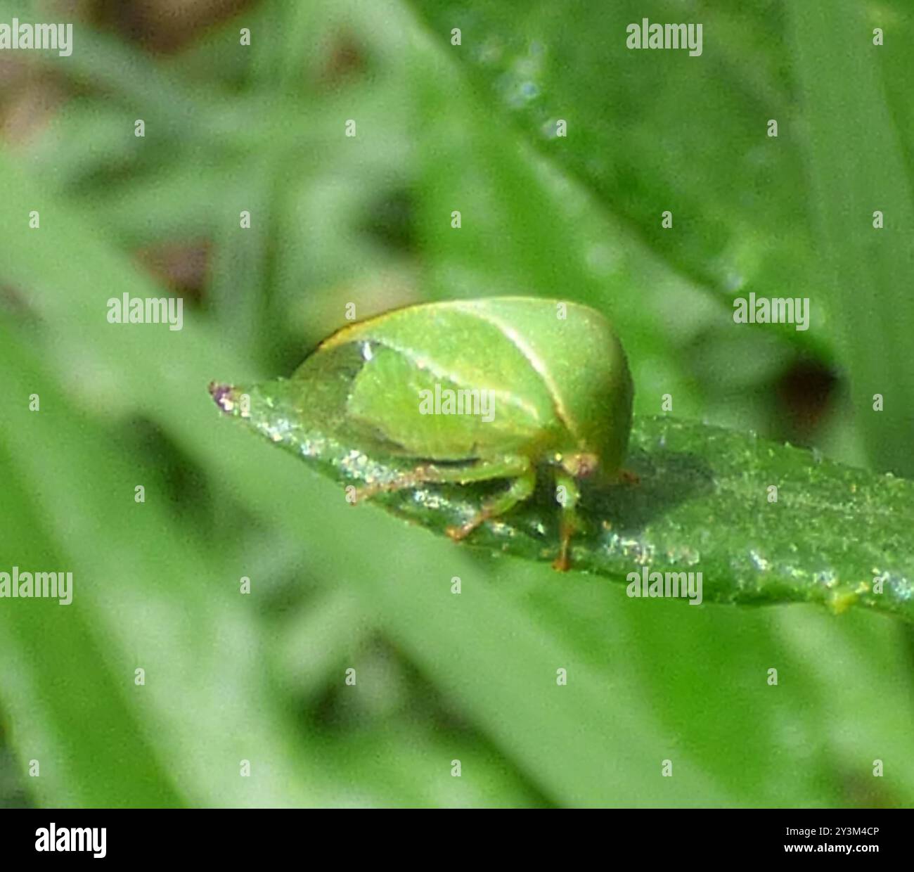 Three-cornered Alfalfa Hopper (Spissistilus festinus) Insecta Stock ...