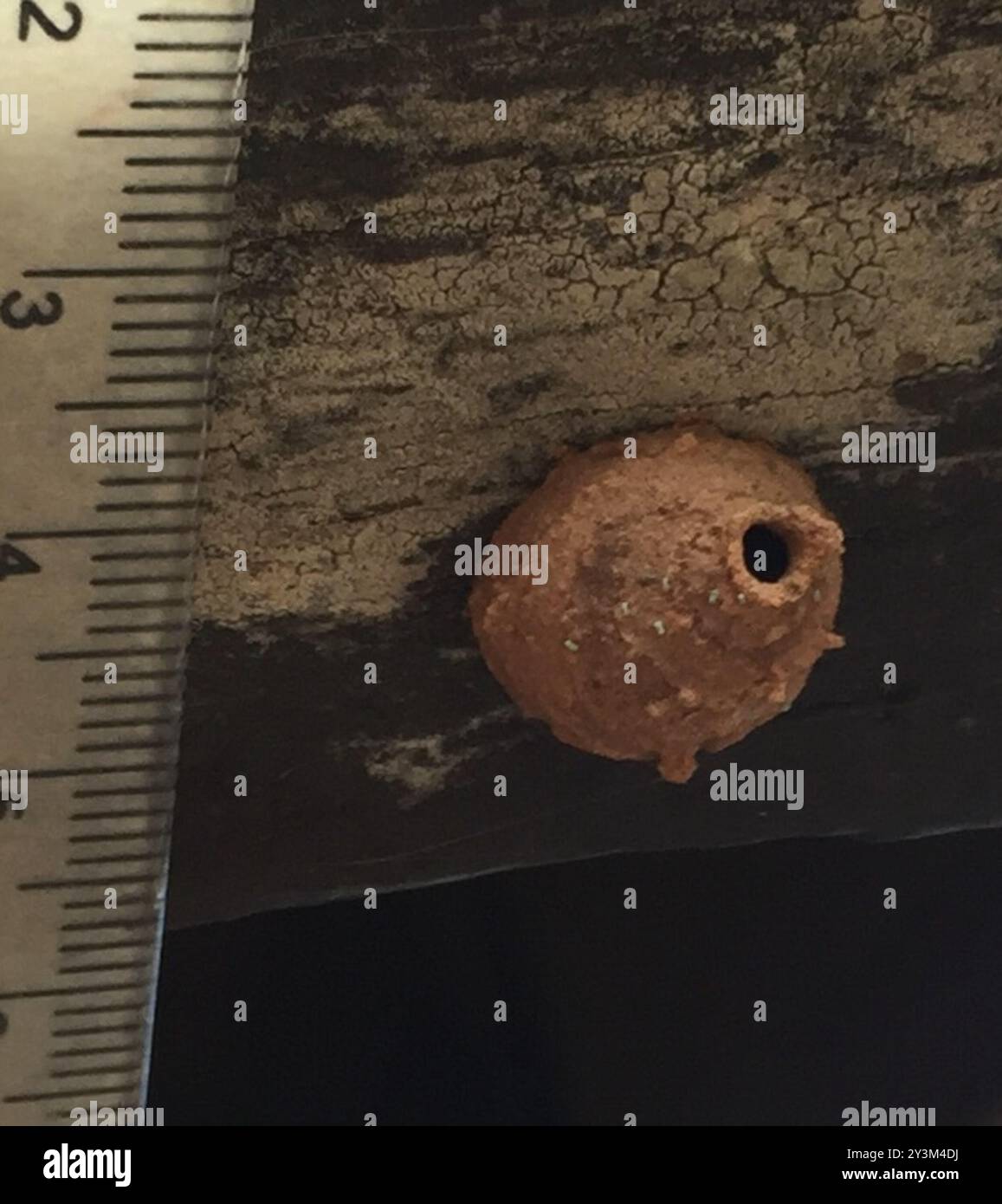 Typical Potter Wasps (Eumenes) Insecta Stock Photo - Alamy