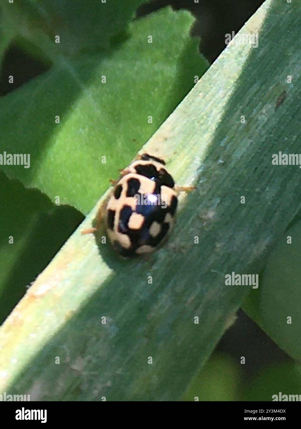 Fourteen-spotted Lady Beetle (Propylea quatuordecimpunctata) Insecta ...