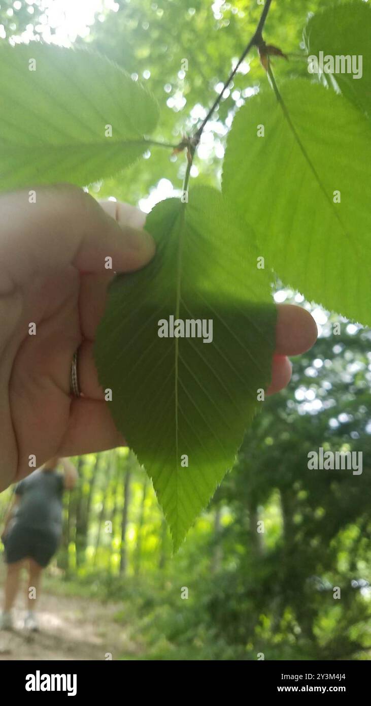 sweet birch (Betula lenta) Plantae Stock Photo - Alamy