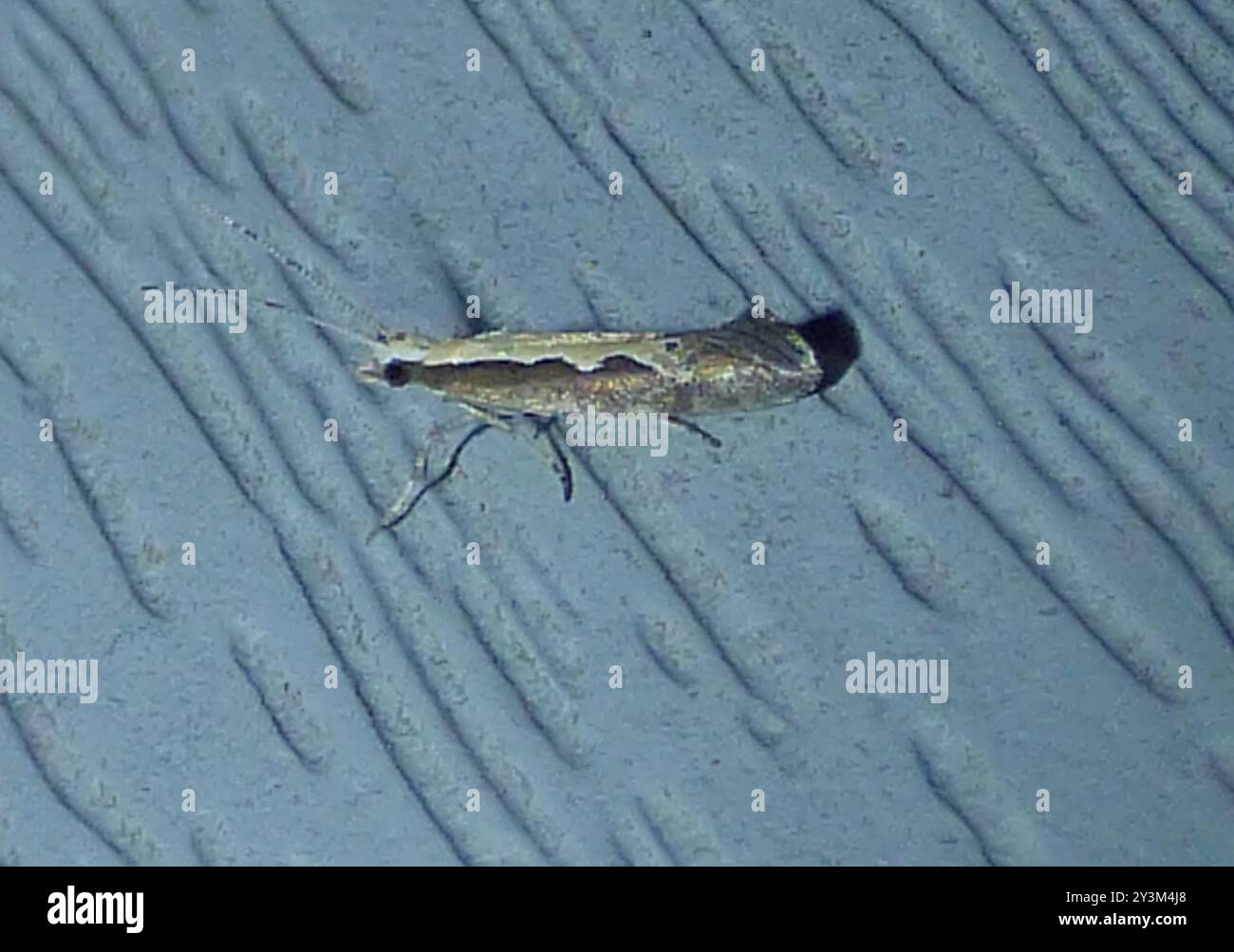 Diamondback Moth (Plutella xylostella) Insecta Stock Photo - Alamy