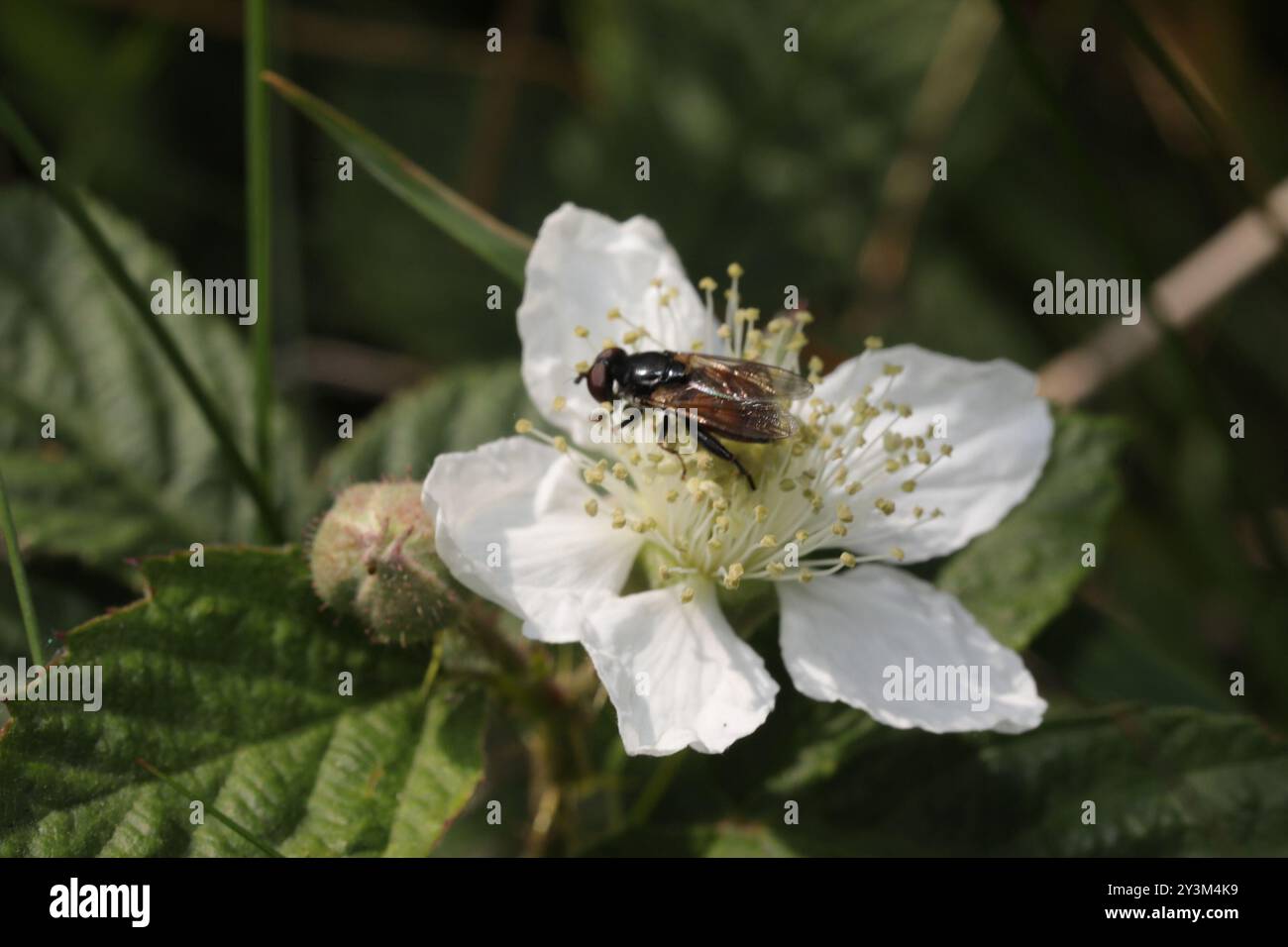 Tooth-thighed Hoverfly (Tropidia scita) Insecta Stock Photo - Alamy