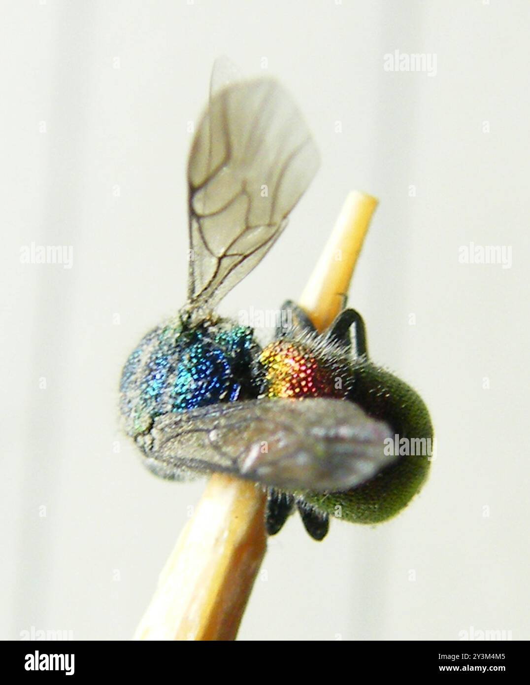 Ruby-tailed Cuckoo Wasps (Chrysis ignita) Insecta Stock Photo - Alamy