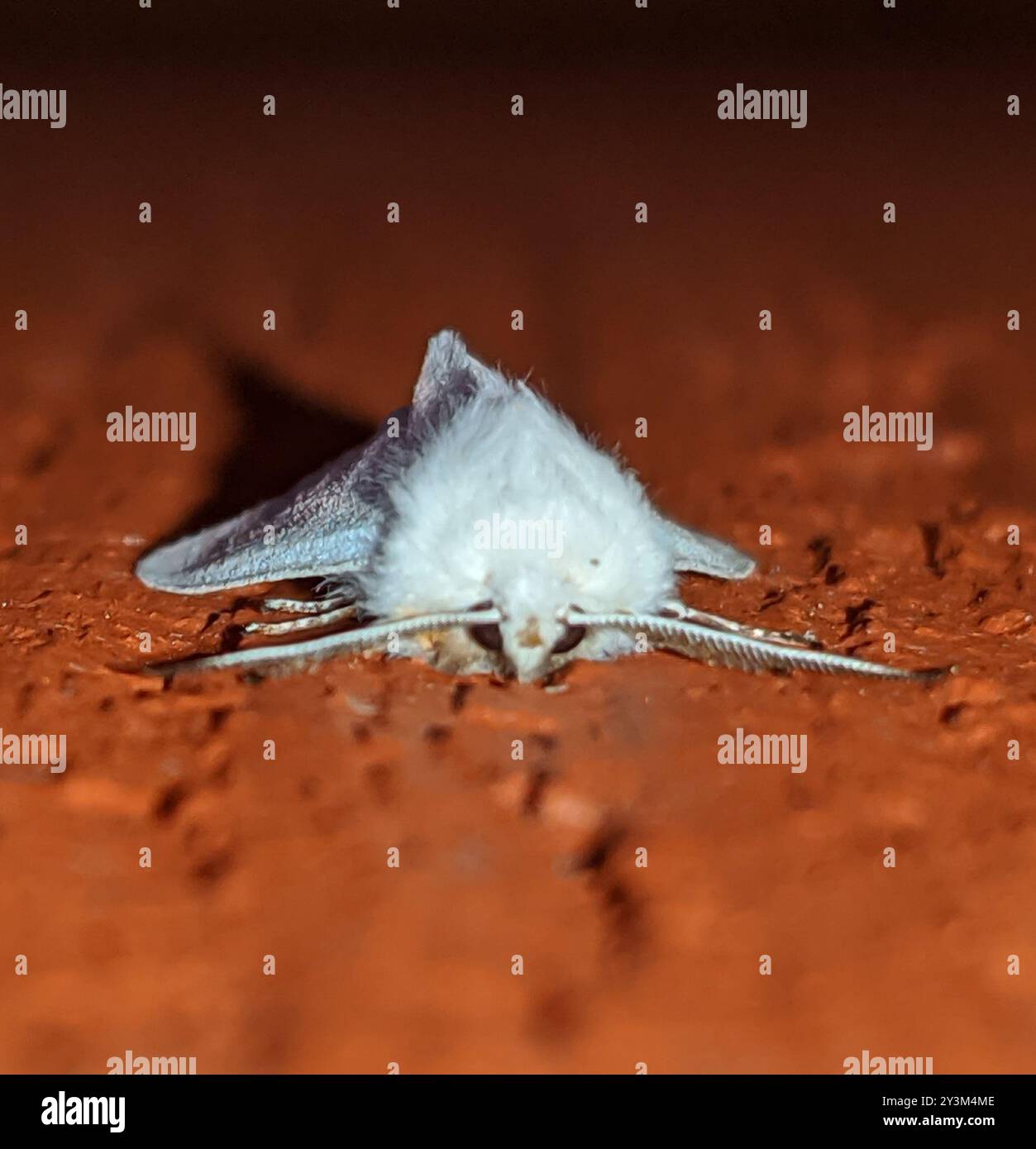 Fall Webworm Moth (Hyphantria cunea) Insecta Stock Photo - Alamy