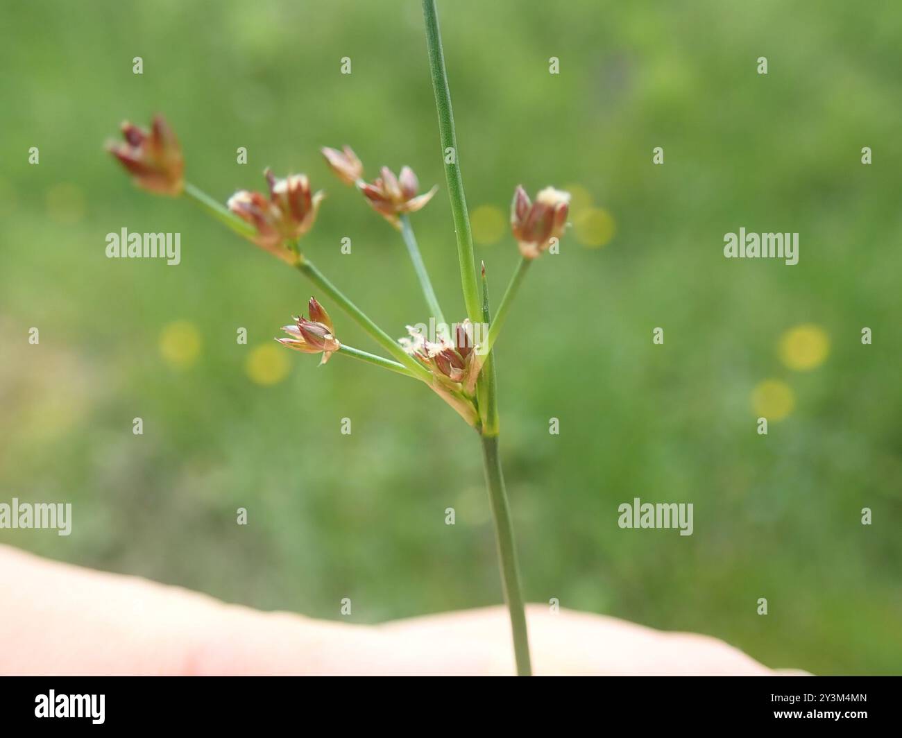 Arctic Rush (Juncus arcticus) Plantae Stock Photo - Alamy