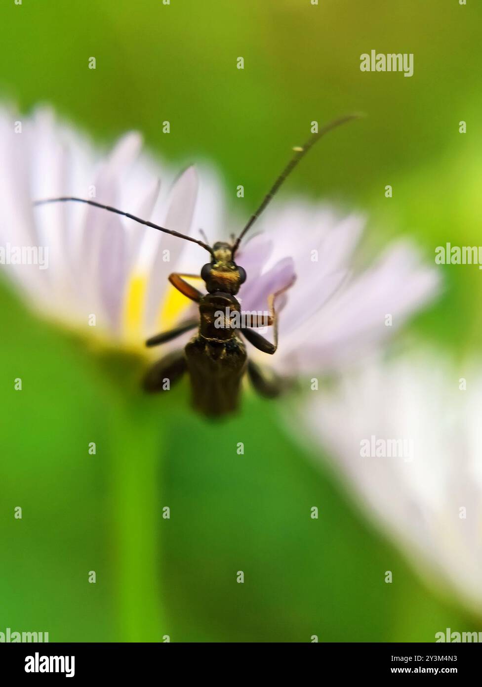 Yellow-legged Thick-legged Flower Beetle (Oedemera flavipes) Insecta ...