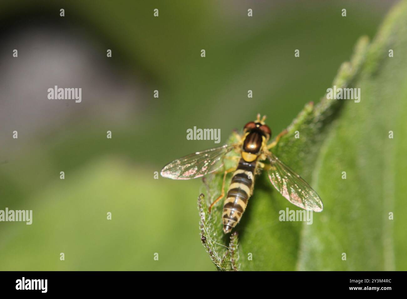Common Globetail (Sphaerophoria scripta) Insecta Stock Photo - Alamy