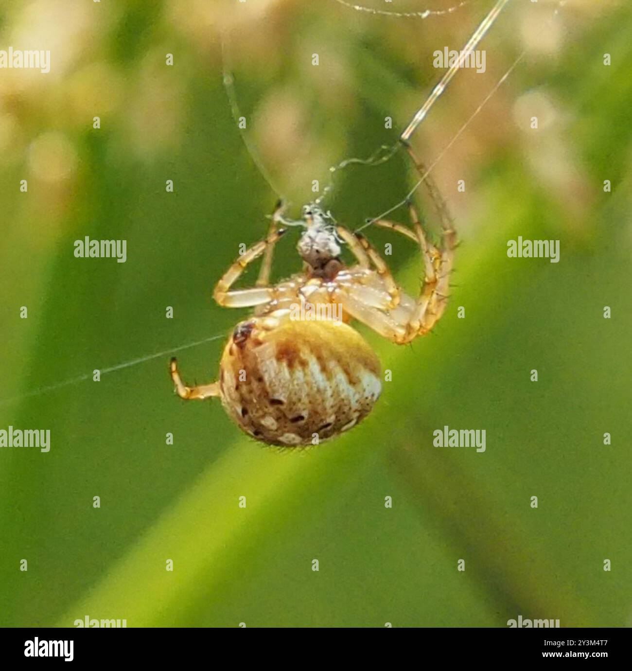 Arabesque Orbweaver (Neoscona arabesca) Arachnida Stock Photo - Alamy