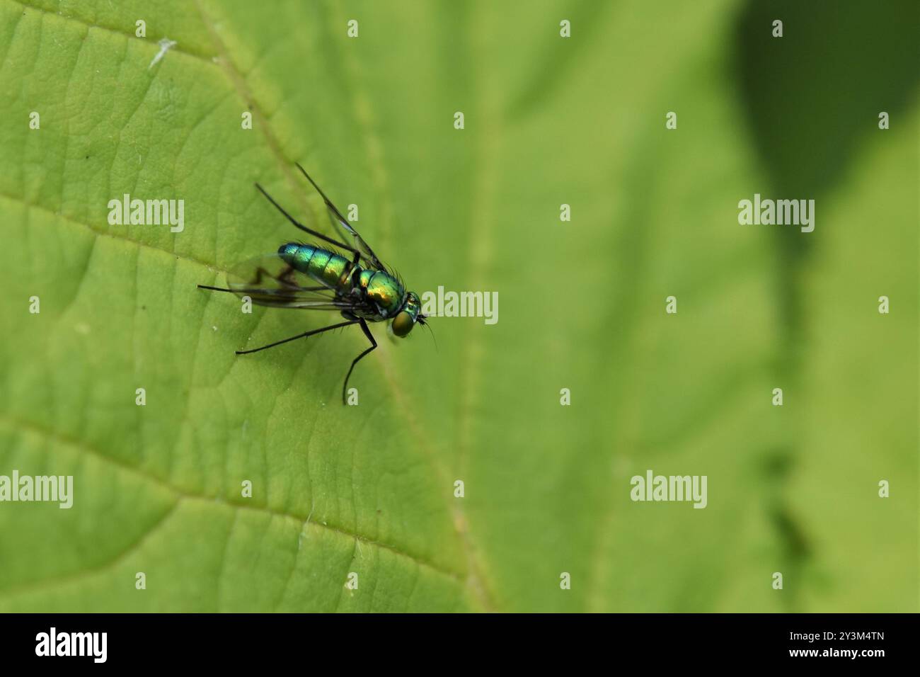 (Condylostylus occidentalis) Insecta Stock Photo - Alamy