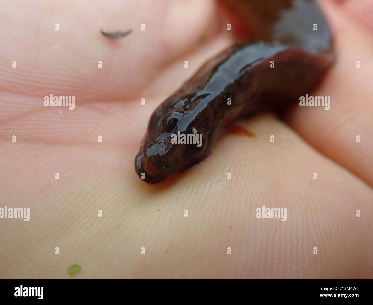 High Cockscomb (Anoplarchus purpurescens) Actinopterygii Stock Photo ...