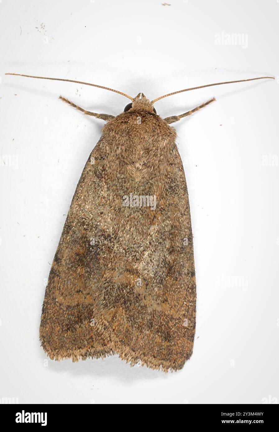 Mottled Rustic (Caradrina morpheus) Insecta Stock Photo - Alamy