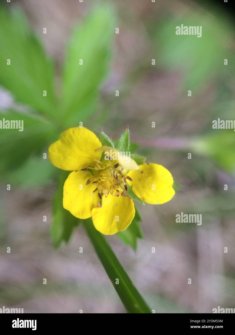 common cinquefoil (Potentilla simplex) Plantae Stock Photo - Alamy