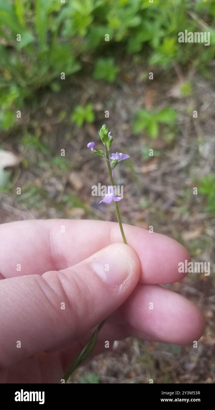 blue toadflax (Nuttallanthus canadensis) Plantae Stock Photo - Alamy