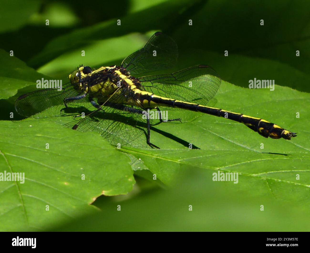 Black-shouldered Spinyleg (Dromogomphus spinosus) Insecta Stock Photo ...