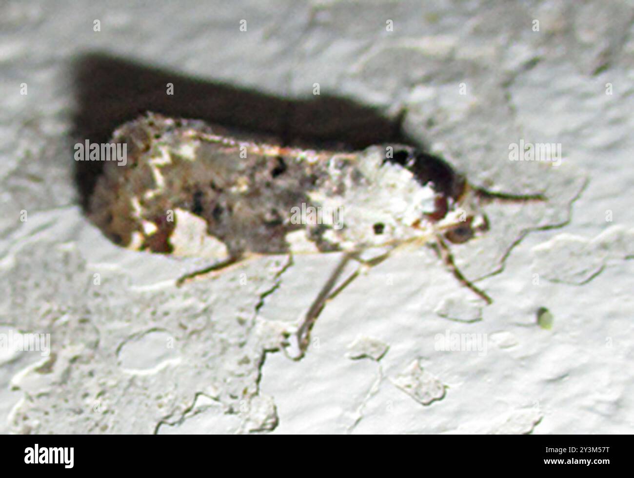 Square Spot Droplet (Acontia trychaenoides) Insecta Stock Photo - Alamy