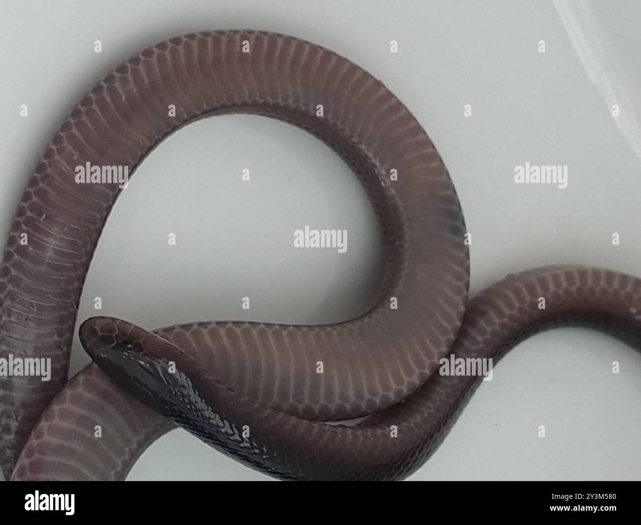 Southern Stiletto Snake (Atractaspis bibronii) Reptilia Stock Photo - Alamy