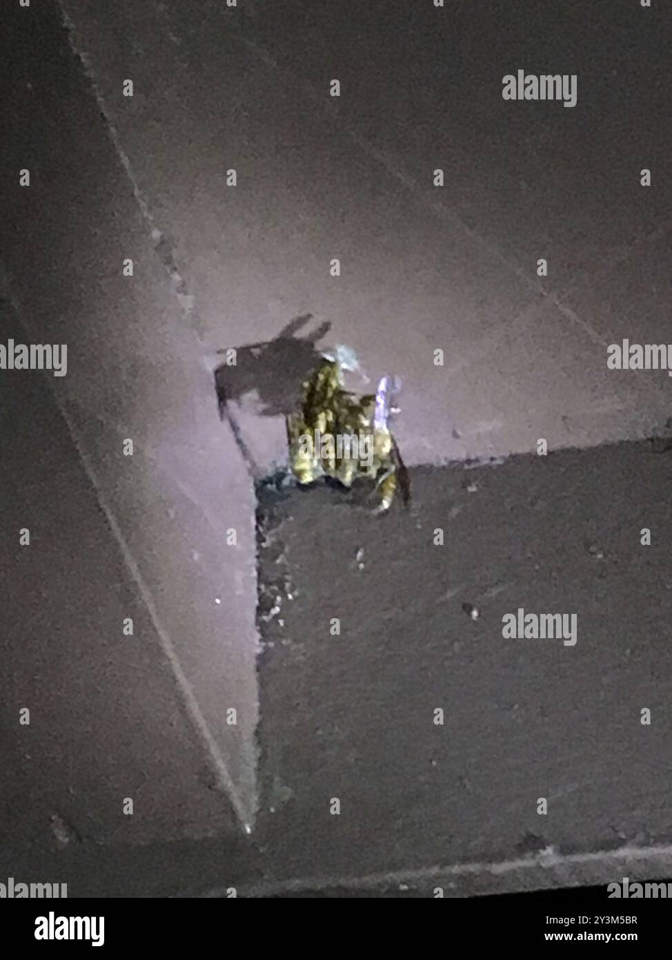 Lesser Paper Wasps (Parapolybia) Insecta Stock Photo - Alamy