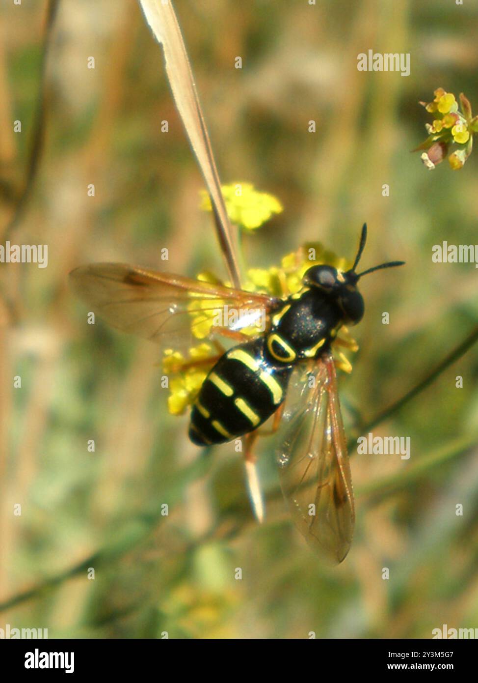Hook-barred Spearhorn (Chrysotoxum festivum) Insecta Stock Photo - Alamy