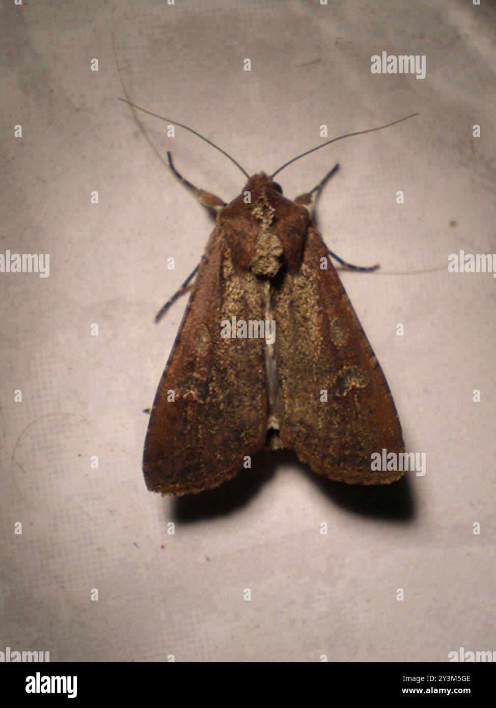 Variegated Cutworm Moth (Peridroma saucia) Insecta Stock Photo - Alamy