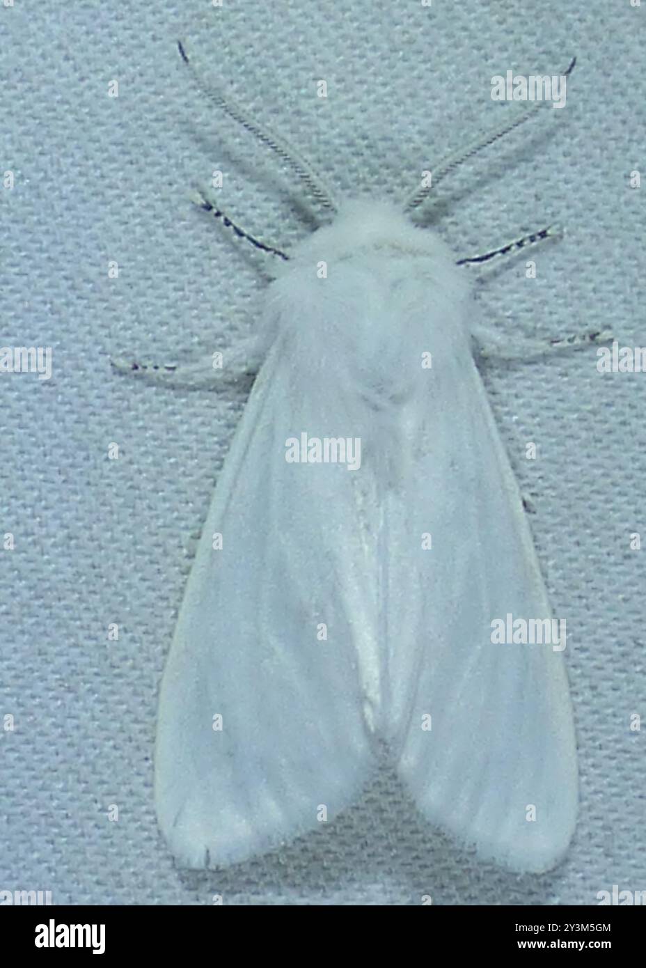 Fall Webworm Moth (Hyphantria cunea) Insecta Stock Photo - Alamy
