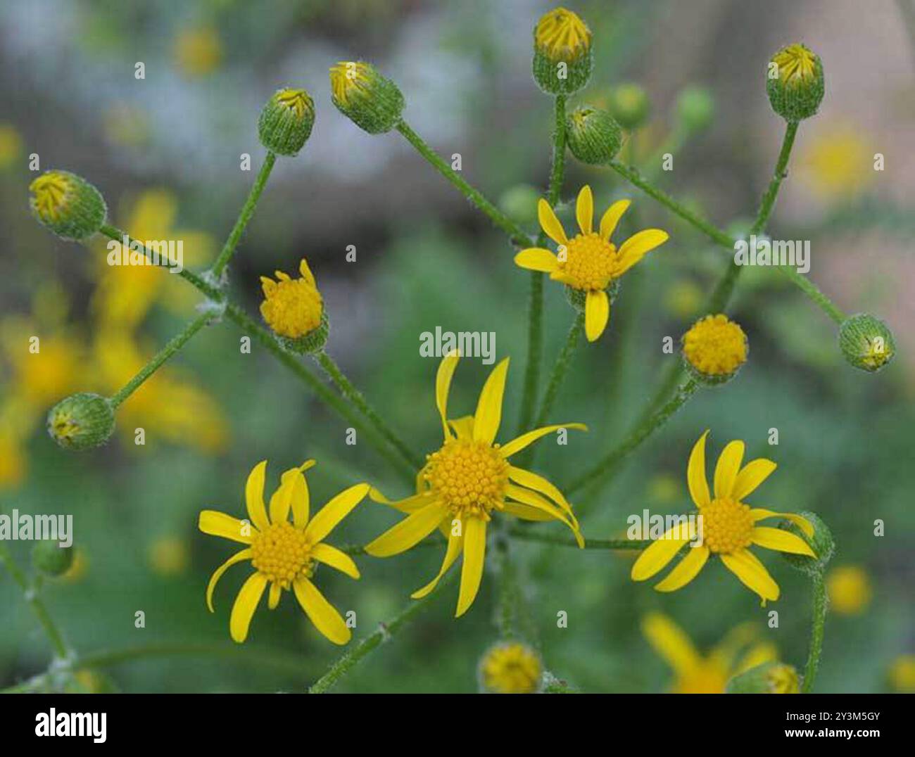balsam ragwort (Packera paupercula) Plantae Stock Photo - Alamy
