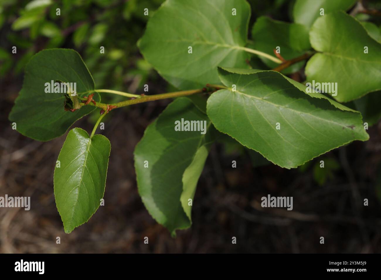 Italian alder (Alnus cordata) Plantae Stock Photo - Alamy