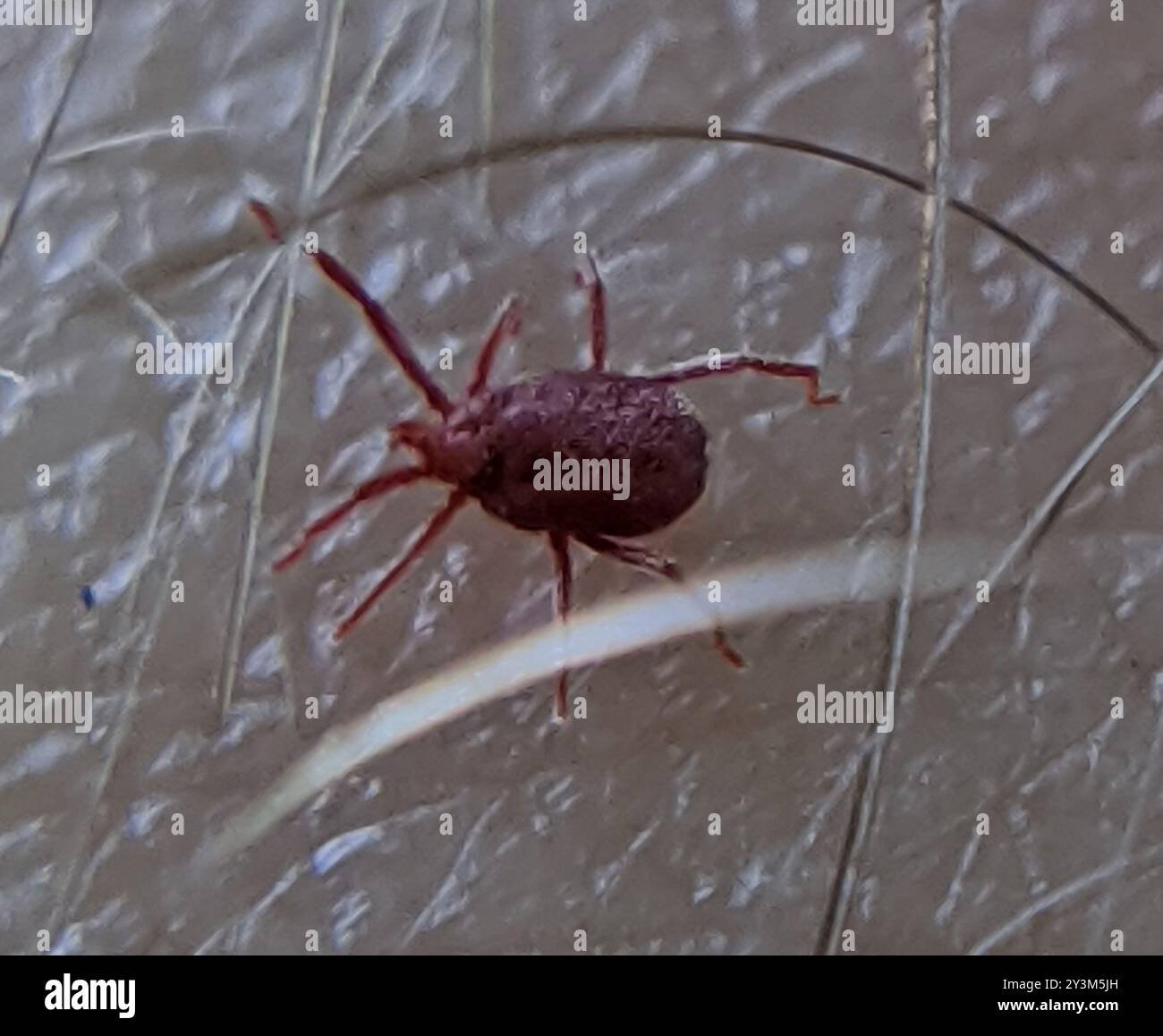 Sidewalk Mites (Balaustium) Arachnida Stock Photo - Alamy