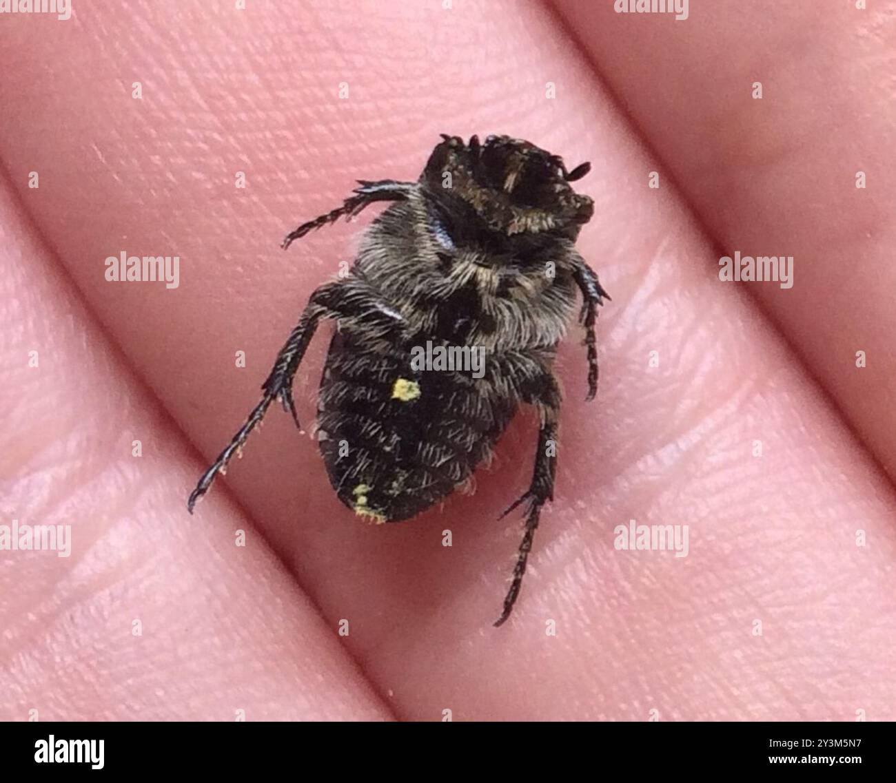 Mediterranean Spotted Chafer (Oxythyrea funesta) Insecta Stock Photo ...