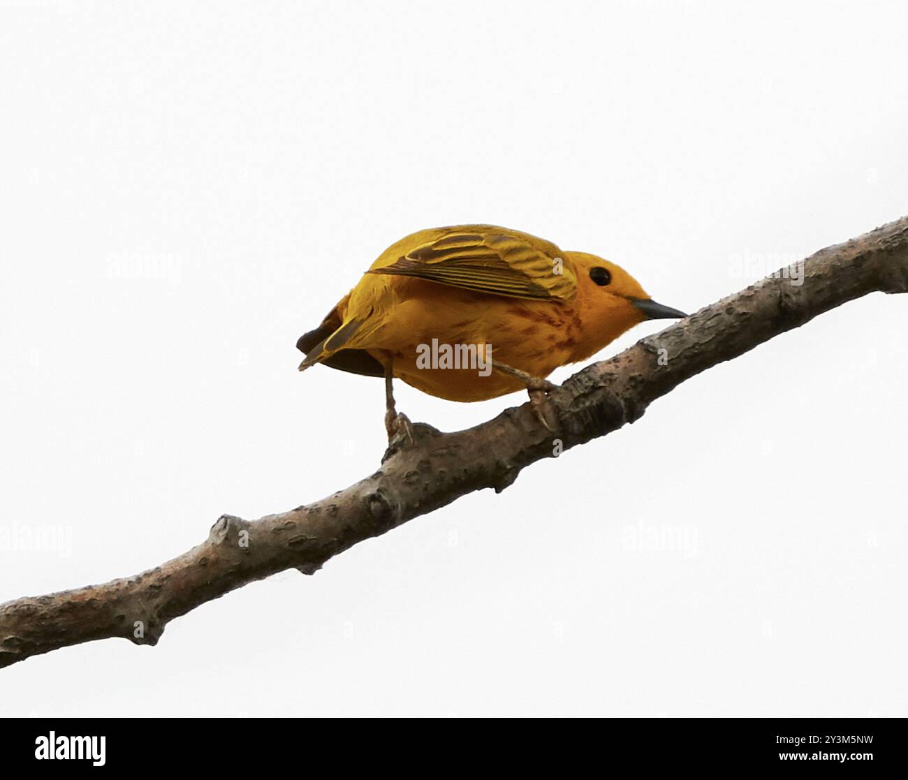 Petechia Cut Out Stock Images & Pictures - Alamy