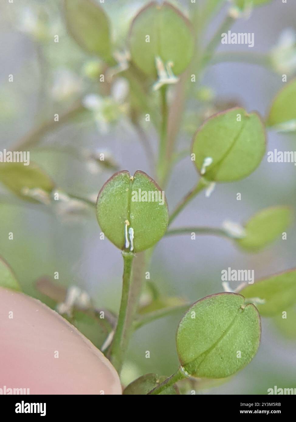 Virginia pepperweed (Lepidium virginicum) Plantae Stock Photo - Alamy