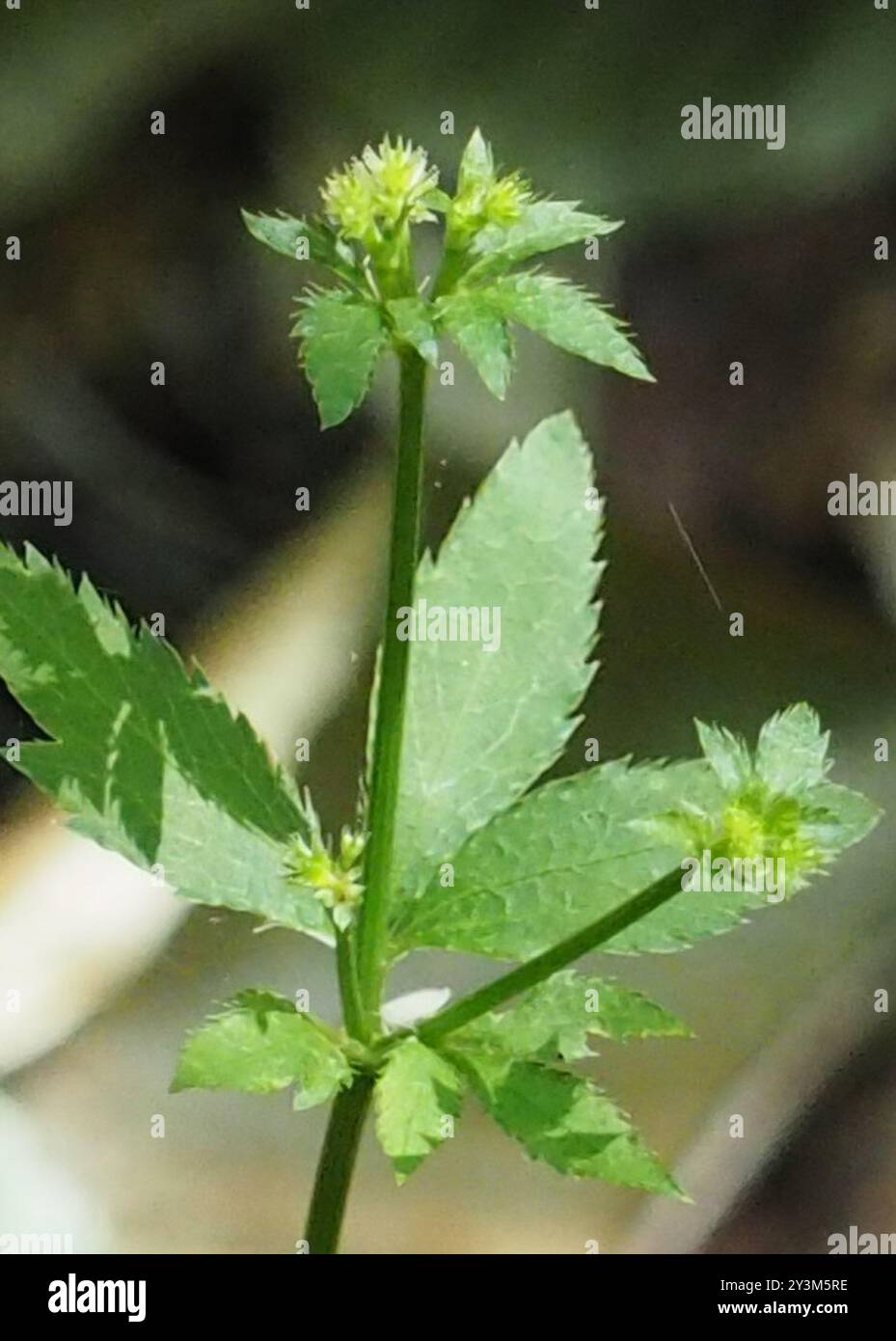 Black Snakeroot (Sanicula canadensis) Plantae Stock Photo - Alamy