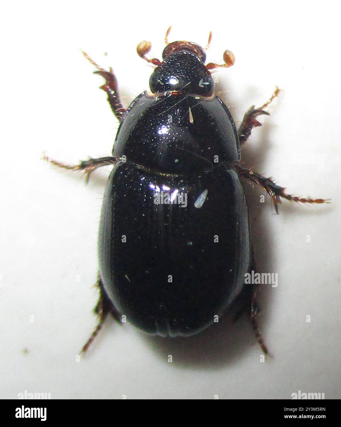 Scavenger Scarab Beetles (Hybosorinae) Insecta Stock Photo - Alamy