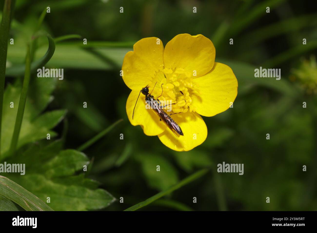 Stem Sawflies (Cephidae) Insecta Stock Photo - Alamy