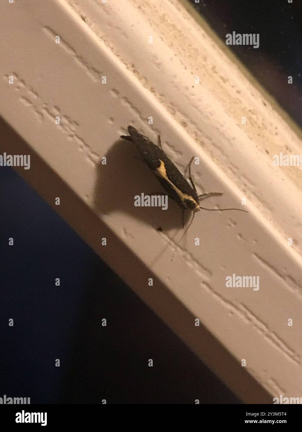 Skunk Moth (Polix coloradella) Insecta Stock Photo - Alamy