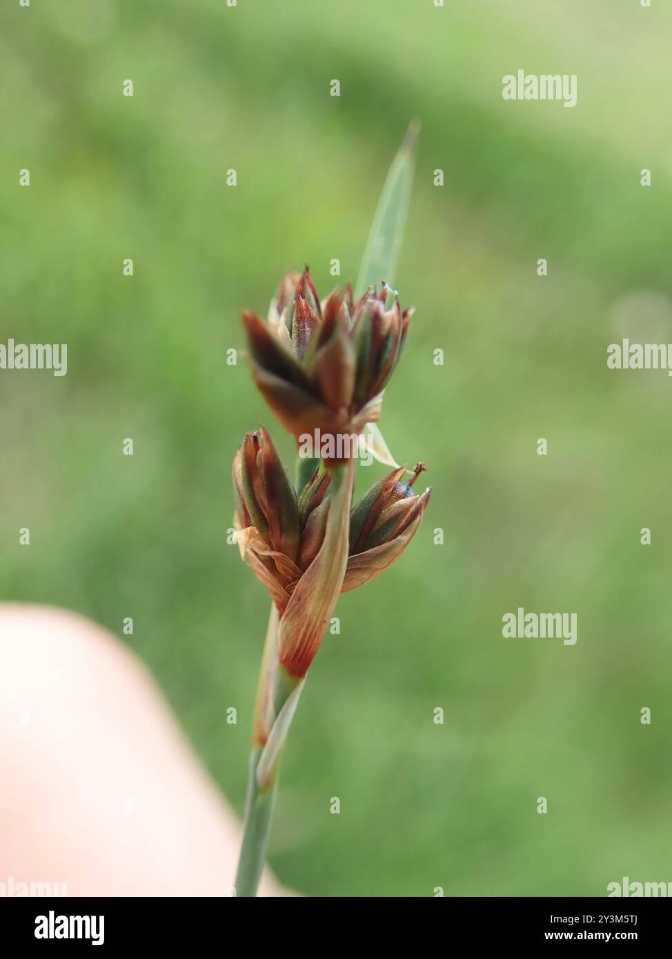 Arctic Rush (Juncus arcticus) Plantae Stock Photo - Alamy