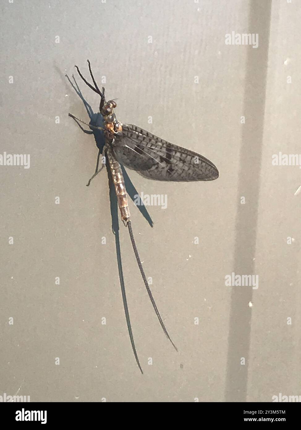 Green Drakes (Ephemera) Insecta Stock Photo - Alamy