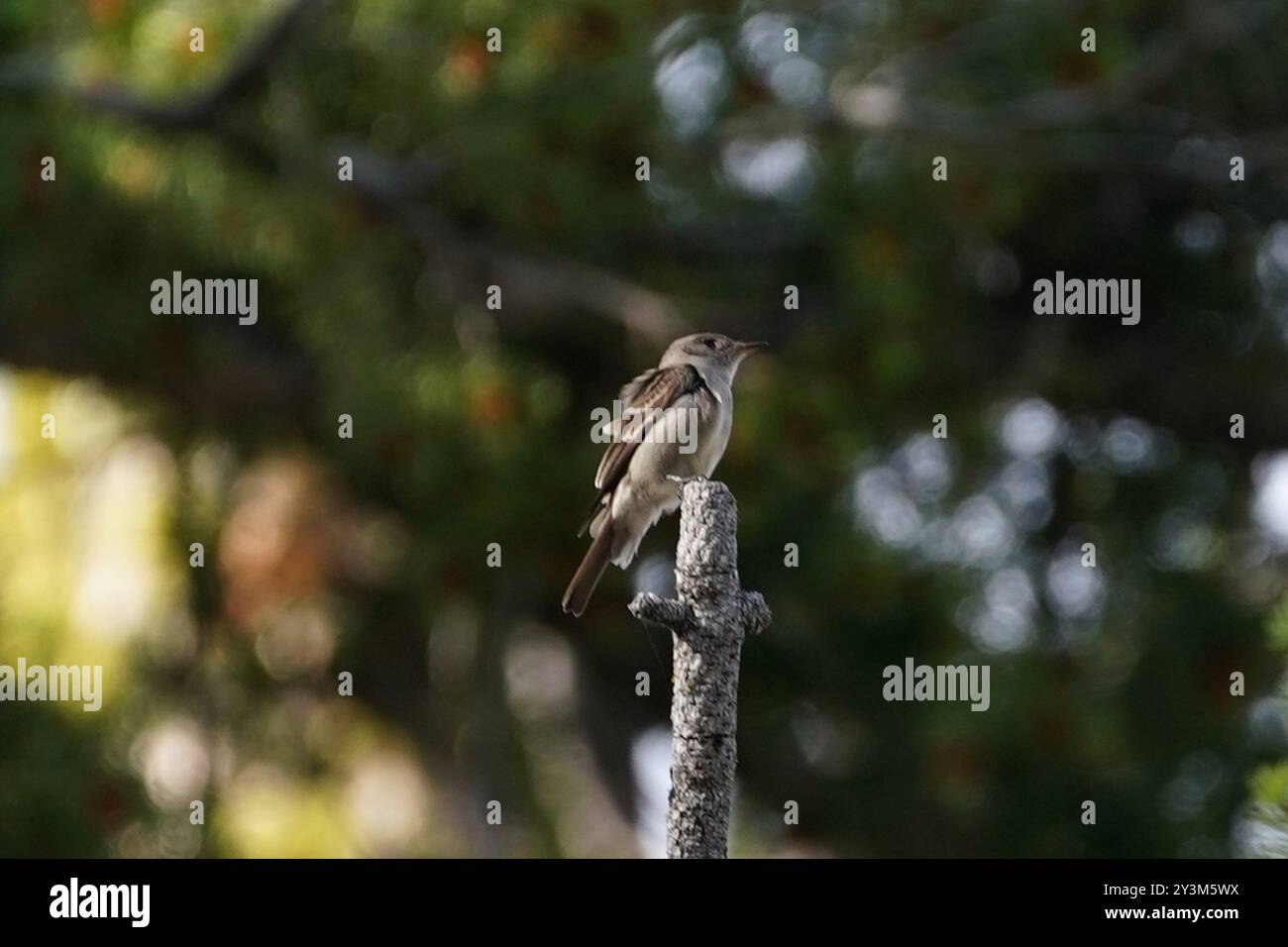 Western Wood-Pewee (Contopus sordidulus) Aves Stock Photo - Alamy