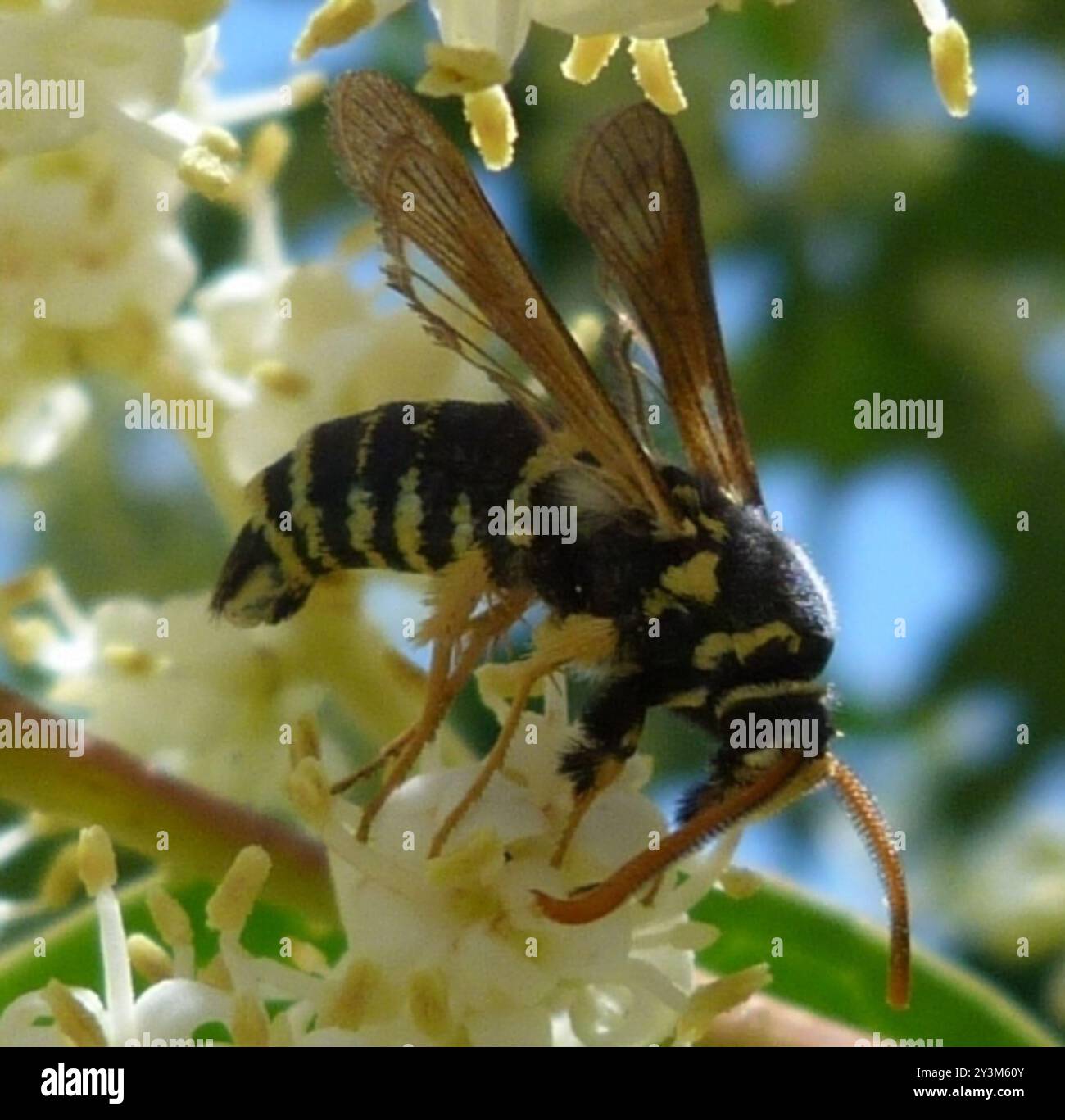 Dusky Clearwing Moth (Paranthrene tabaniformis) Insecta Stock Photo - Alamy