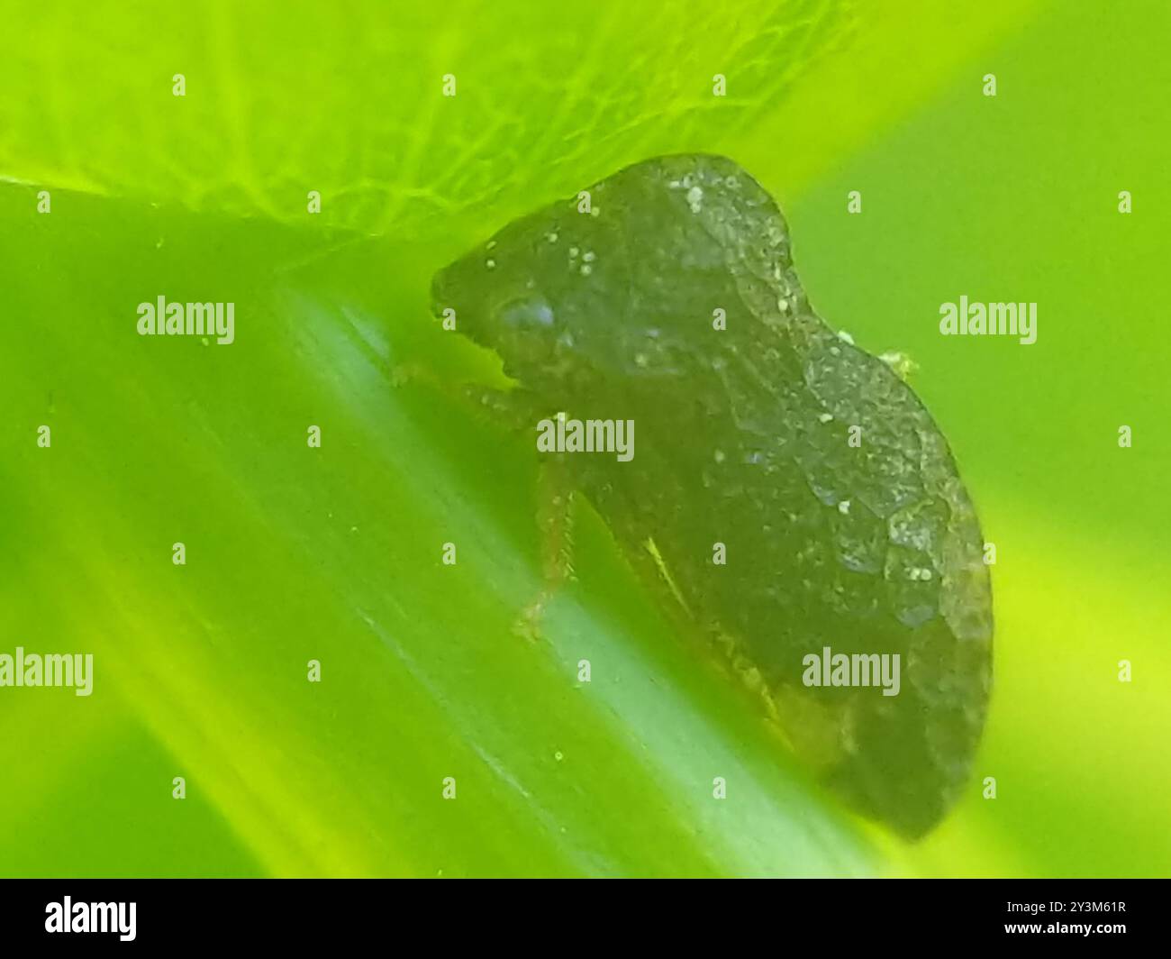 (Publilia reticulata) Insecta Stock Photo - Alamy