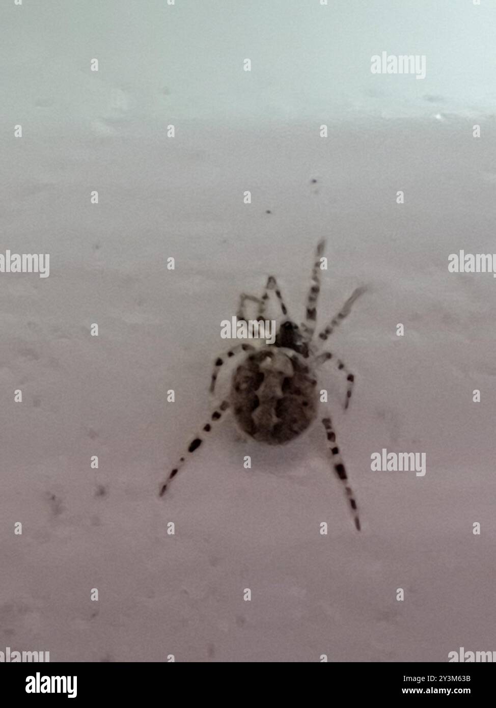 Typical Cobweb Spiders (Theridion) Arachnida Stock Photo - Alamy