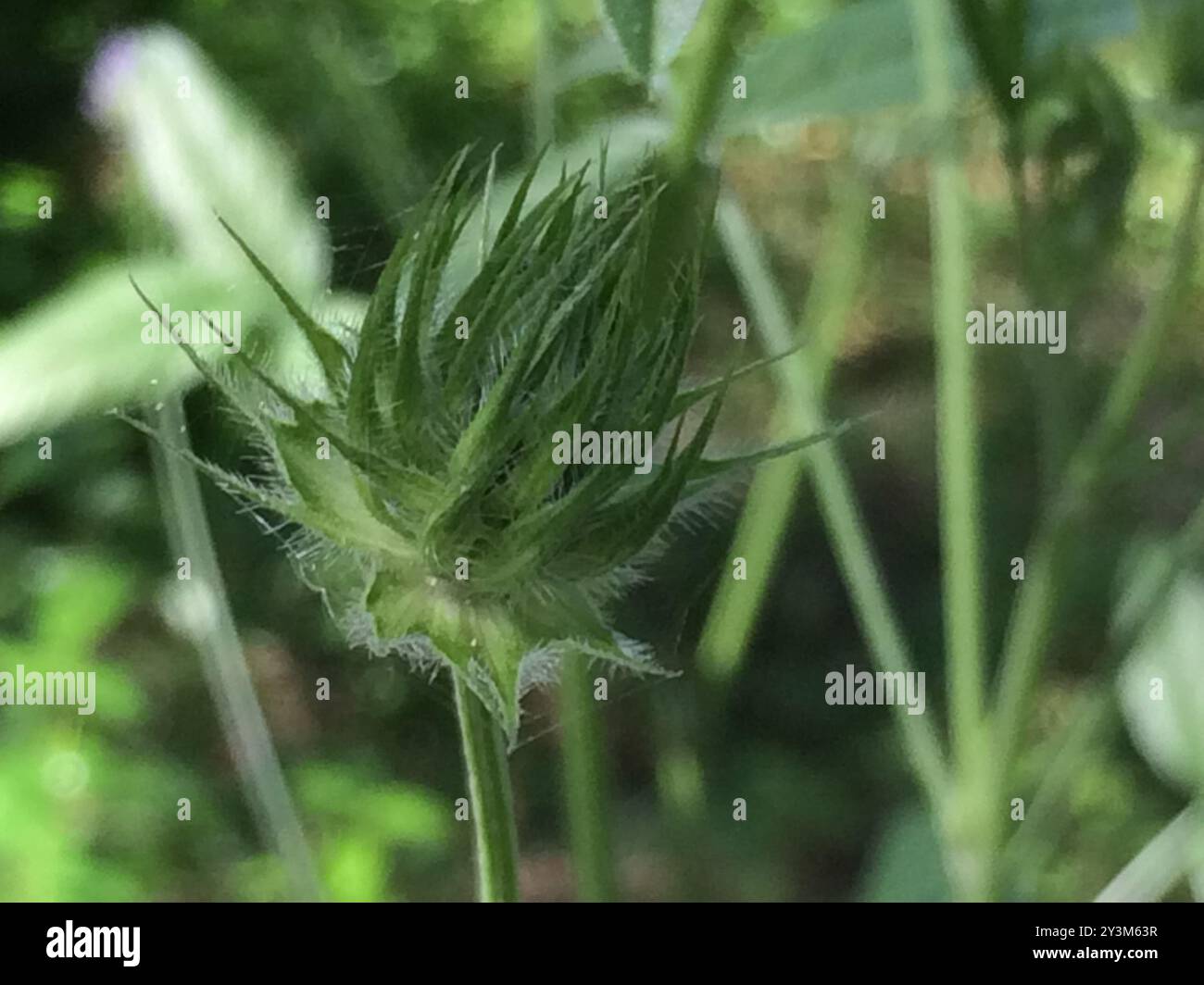 arabian pea (Bituminaria bituminosa) Plantae Stock Photo - Alamy