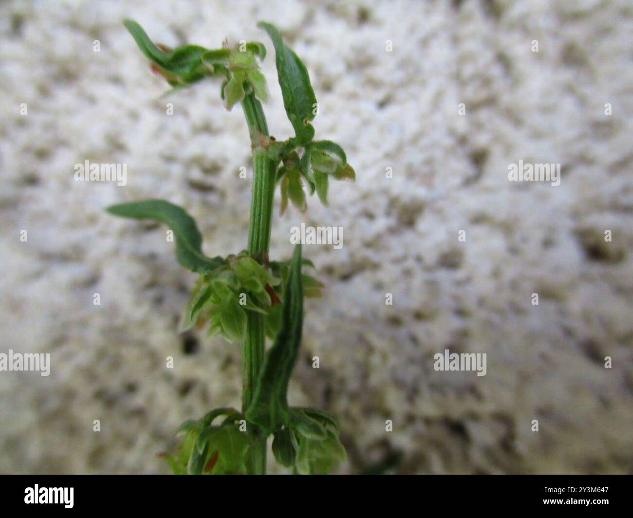 fiddle dock (Rumex pulcher) Plantae Stock Photo - Alamy
