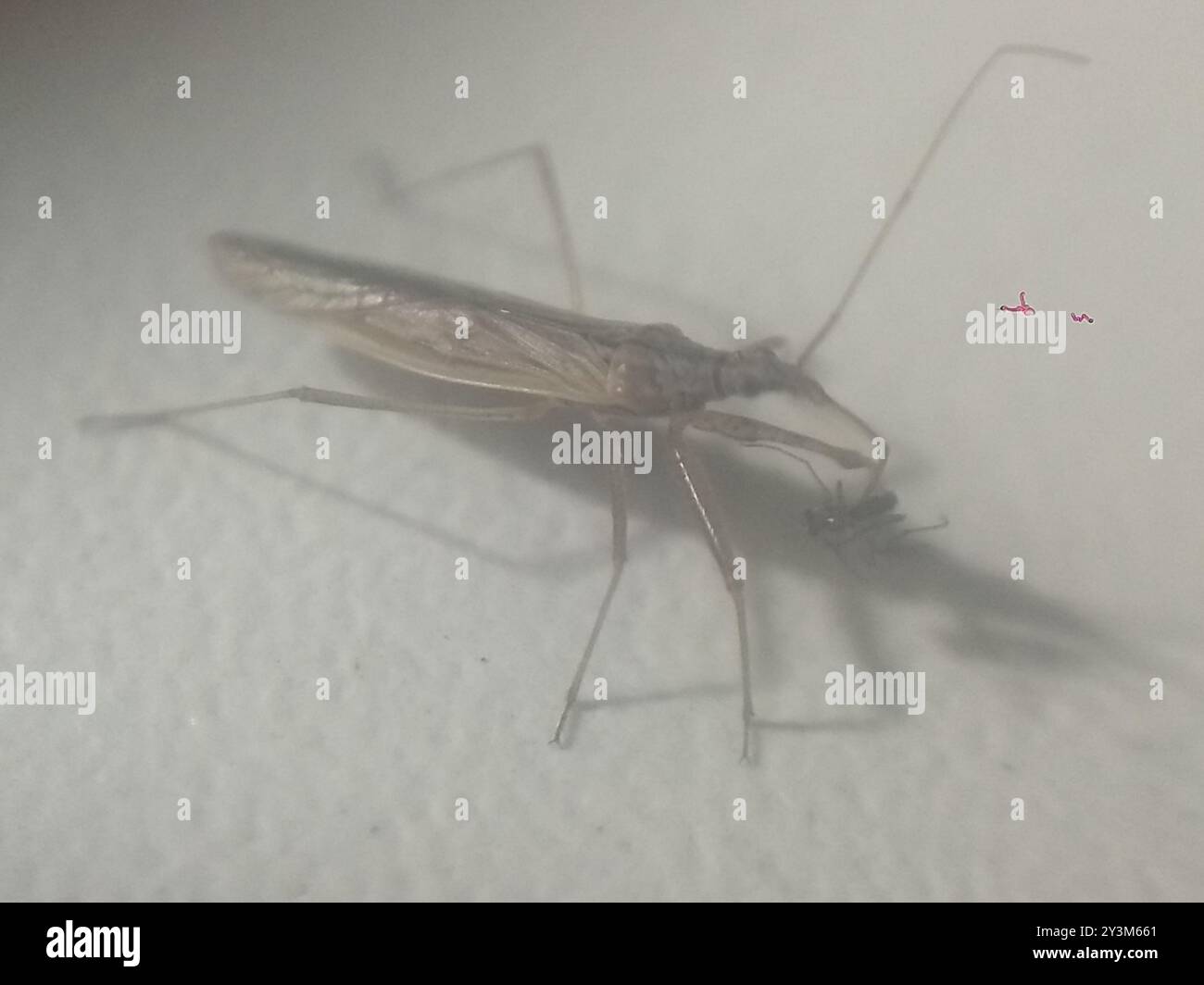 Damsel Bugs (Nabidae) Insecta Stock Photo - Alamy