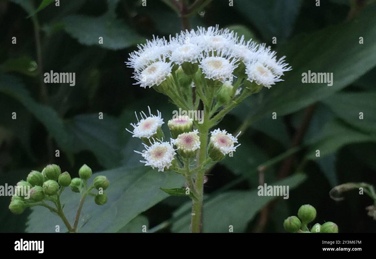 Crofton Weed (Ageratina adenophora) Plantae Stock Photo - Alamy