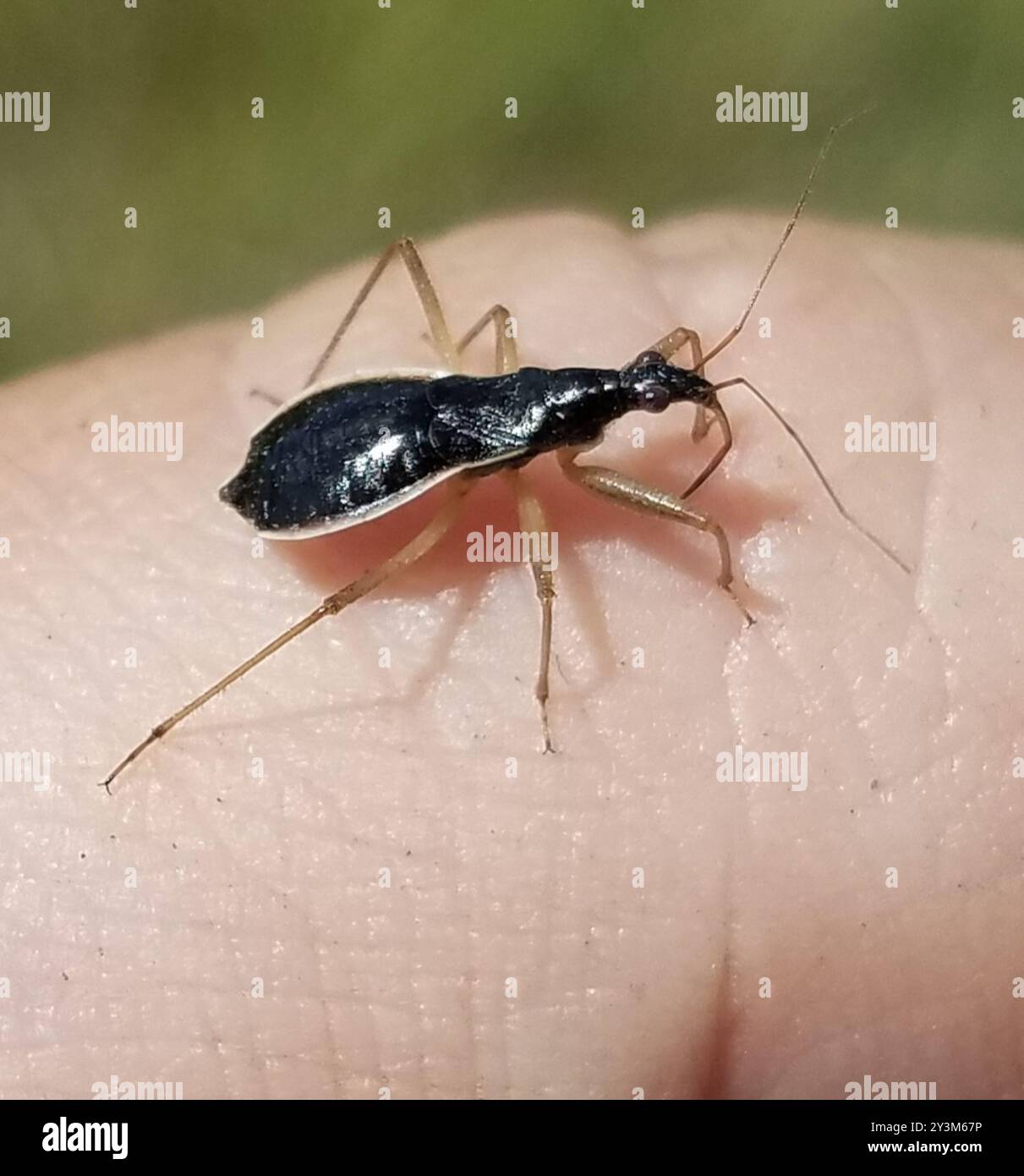 Cimicomorph Bugs (Cimicomorpha) Insecta Stock Photo - Alamy