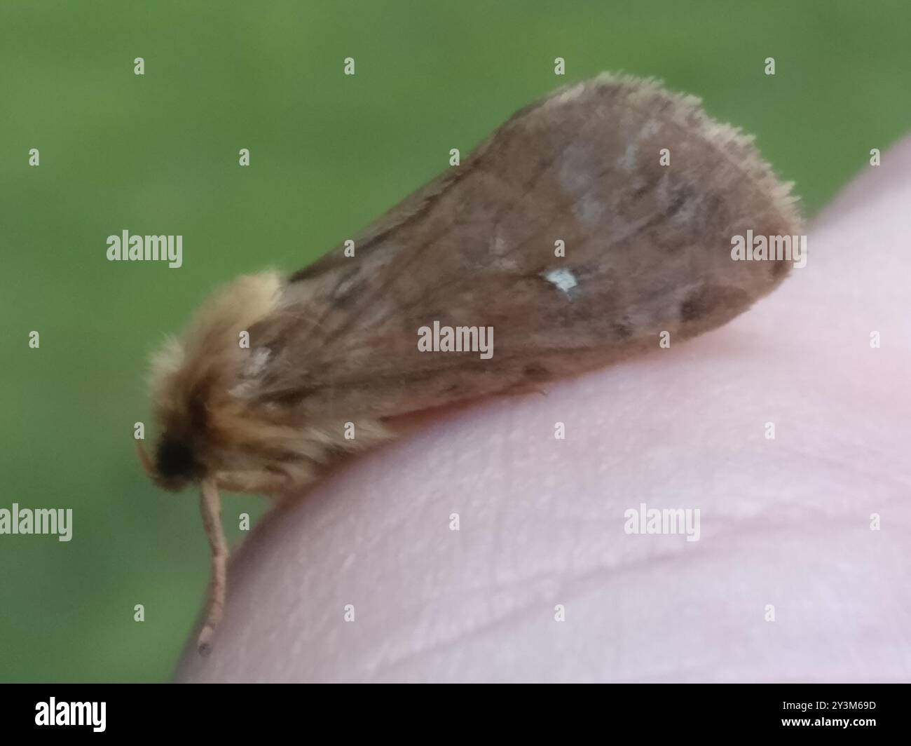 Map-winged Swift (Korscheltellus fusconebulosa) Insecta Stock Photo - Alamy