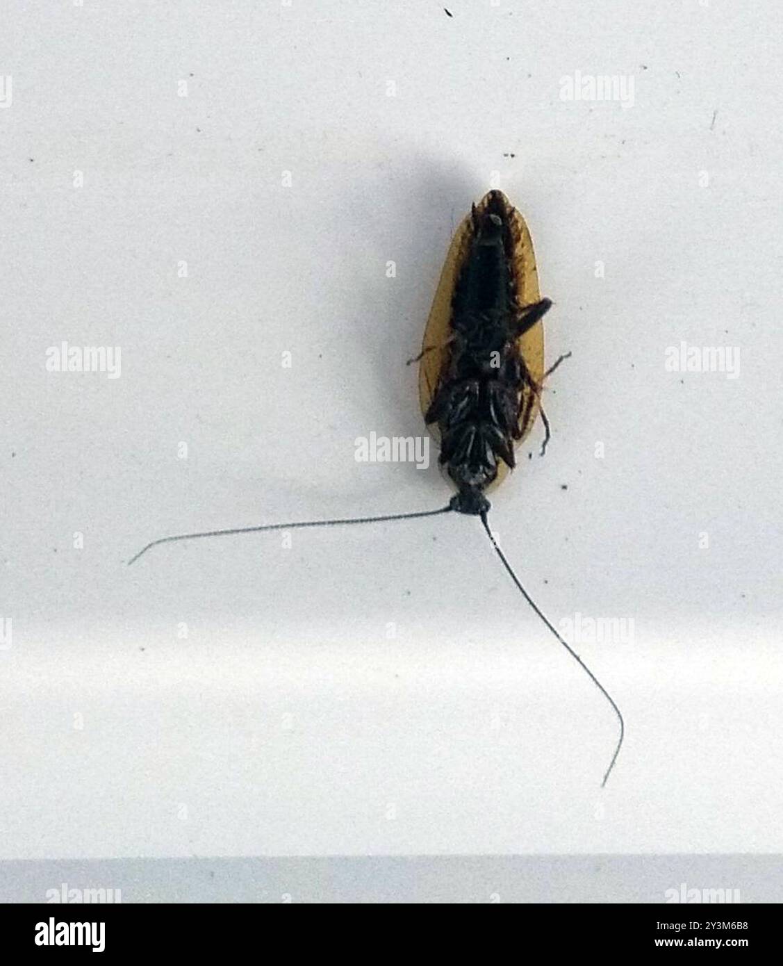 Dusky Cockroach (Ectobius lapponicus) Insecta Stock Photo - Alamy