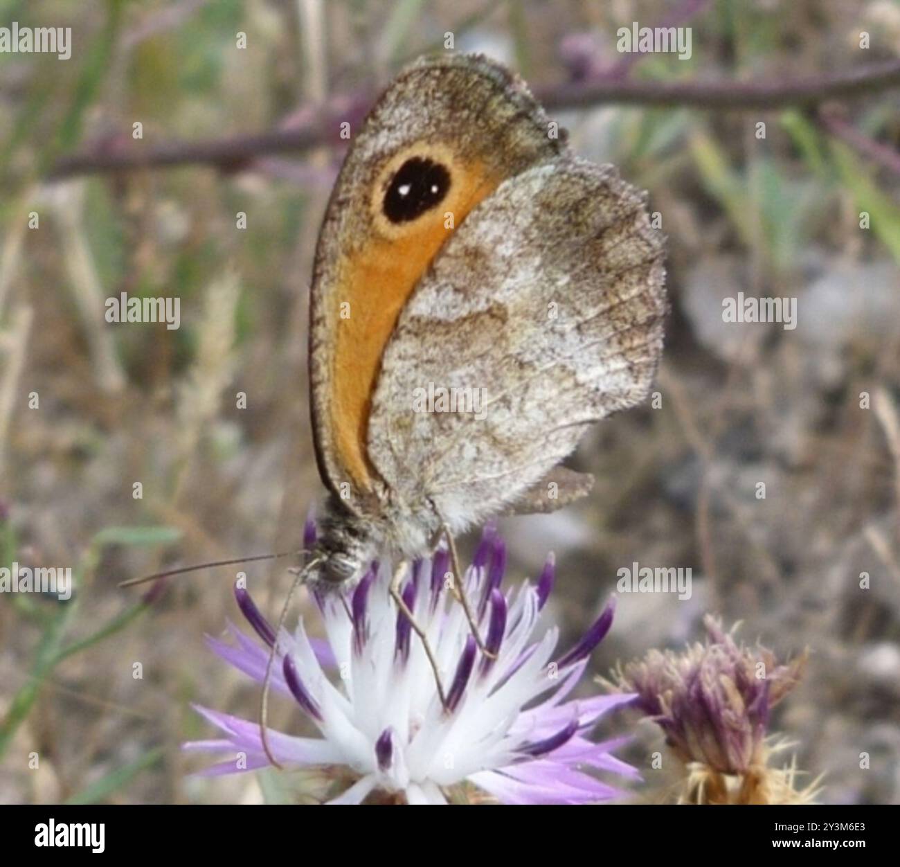 Southern Gatekeeper (Pyronia cecilia) Insecta Stock Photo - Alamy