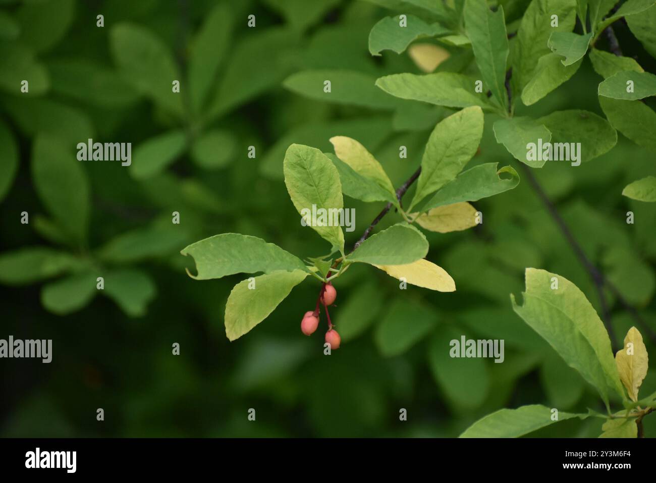 Osoberry (Oemleria cerasiformis) Plantae Stock Photo - Alamy